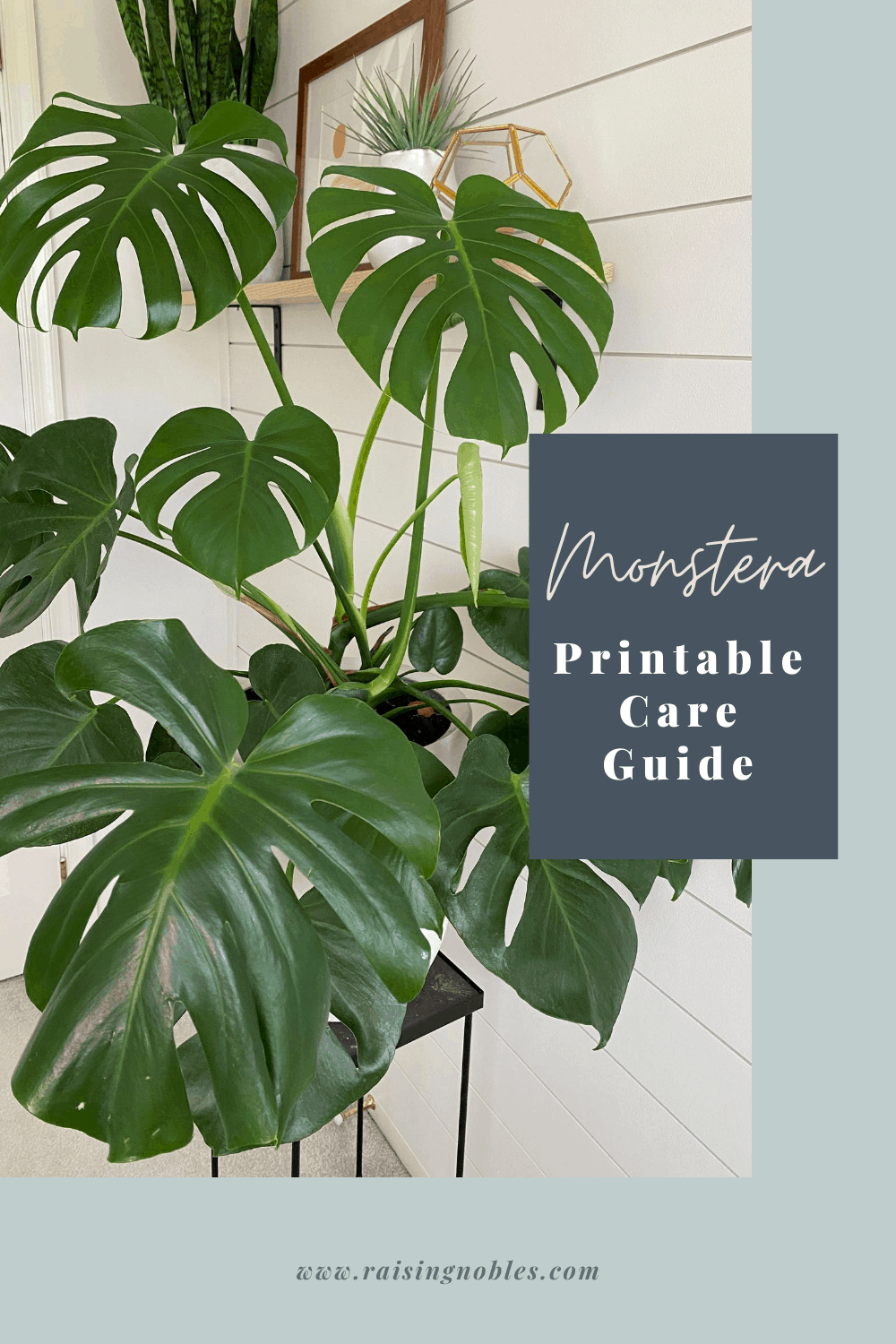 Monstera Deliciosa Plant Care Guide - Raising Nobles